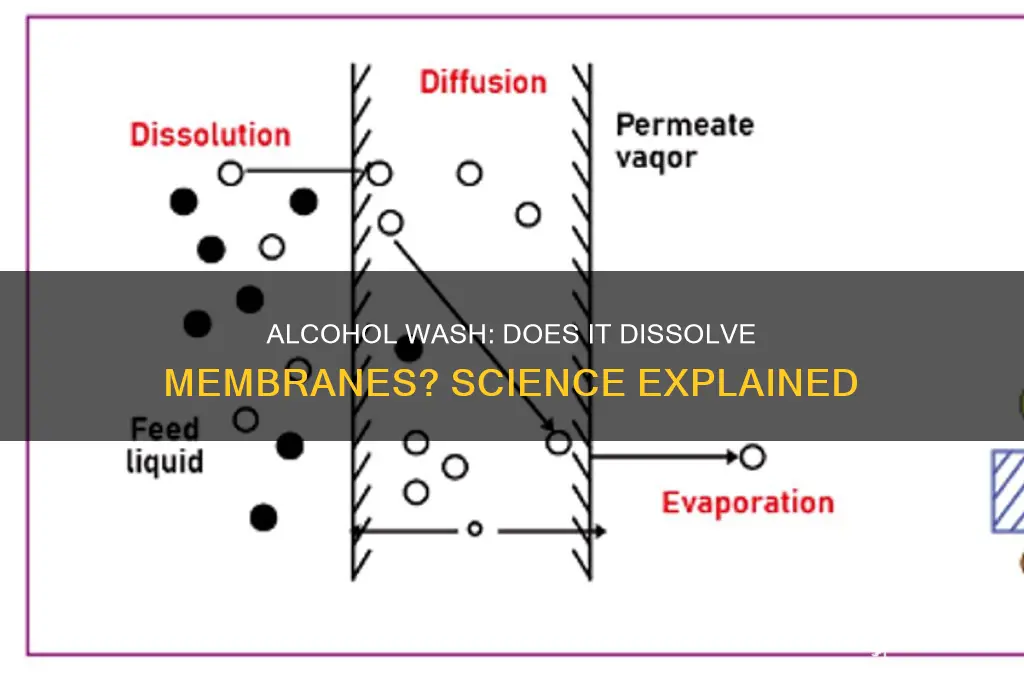 Alcohol Wash: Does It Dissolve Membranes? Science Explained | CyAlcohol