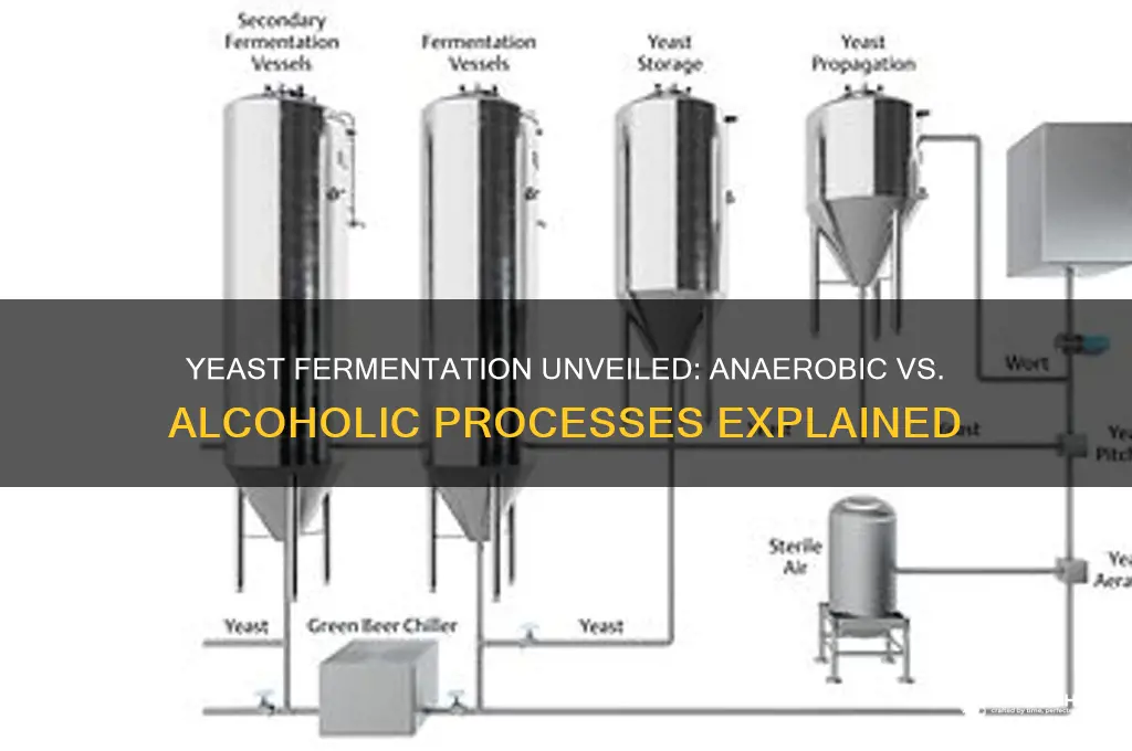 Yeast Fermentation Unveiled: Anaerobic Vs. Alcoholic Processes ...