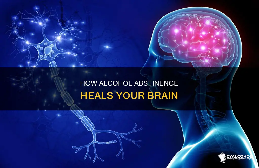 How Alcohol Abstinence Heals Your Brain | CyAlcohol