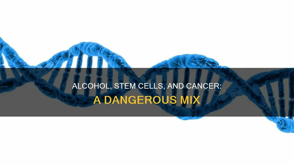 Alcohol, Stem Cells, And Cancer: A Dangerous Mix | CyAlcohol