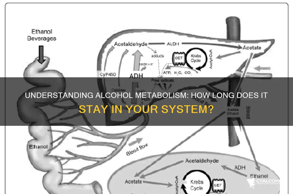 Understanding Alcohol Metabolism: How Long Does It Stay In Your System ...