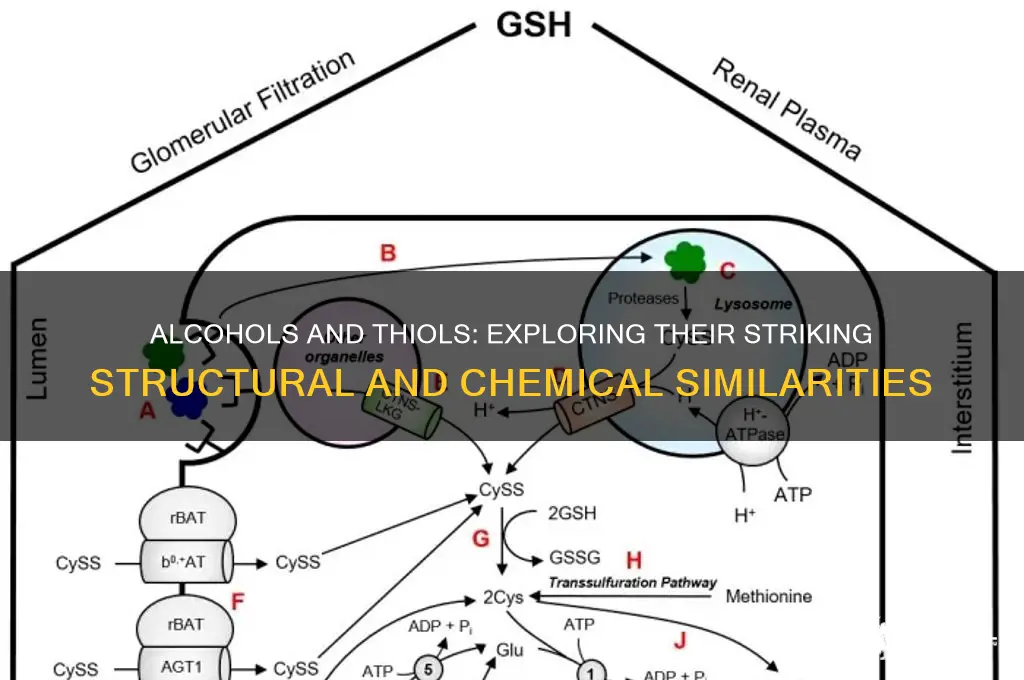 Alcohols And Thiols: Exploring Their Striking Structural And Chemical ...