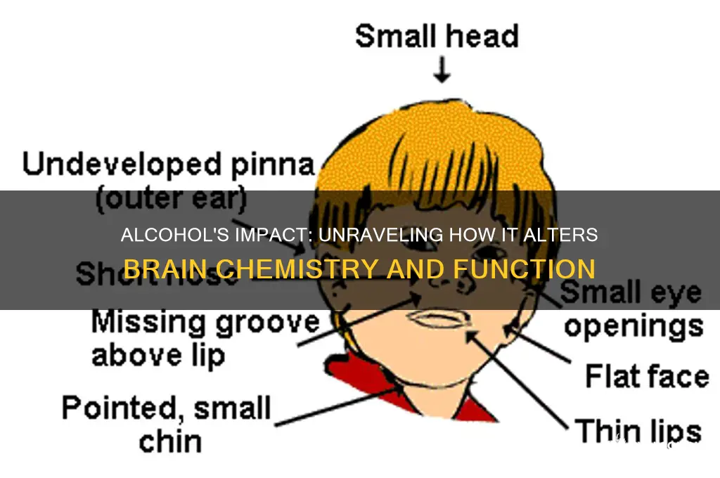 Alcohol's Impact: Unraveling How It Alters Brain Chemistry And Function ...