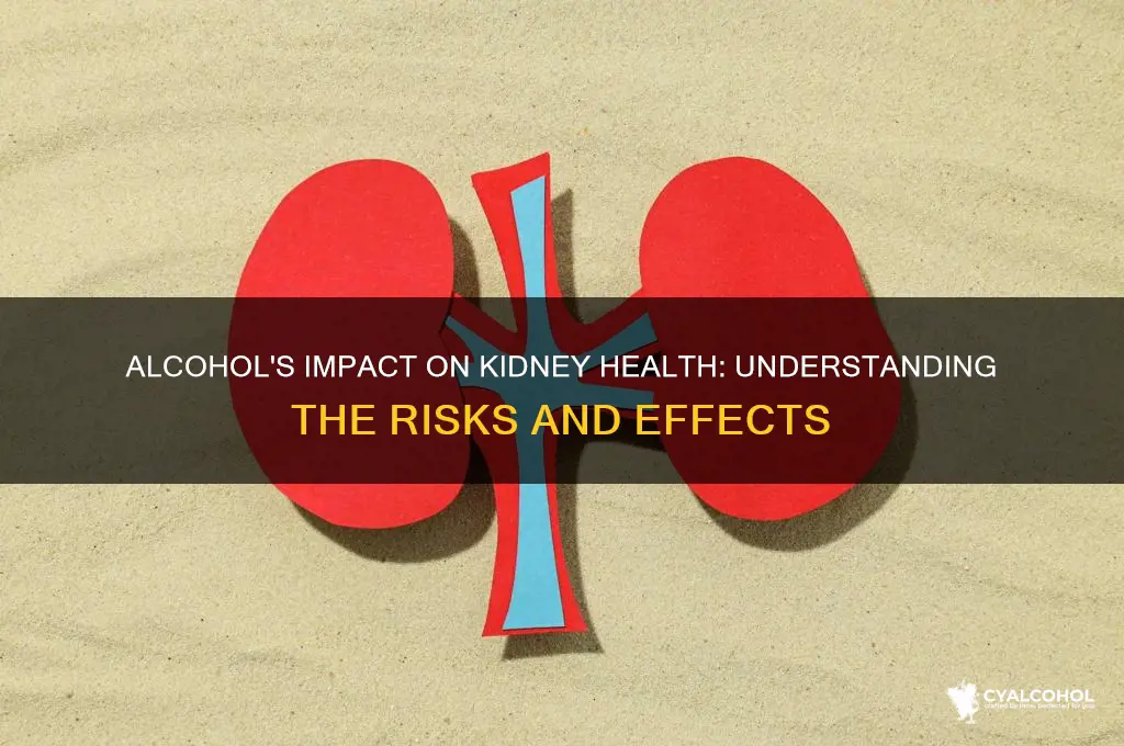 Alcohol's Impact On Kidney Health: Understanding The Risks And Effects ...