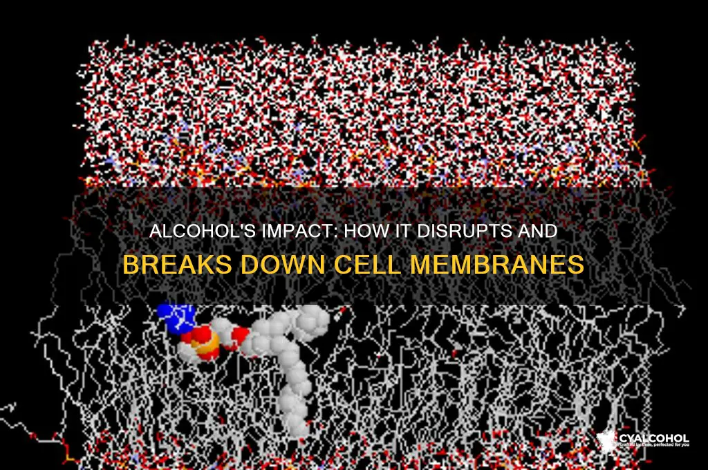 Alcohol's Impact: How It Disrupts And Breaks Down Cell Membranes ...