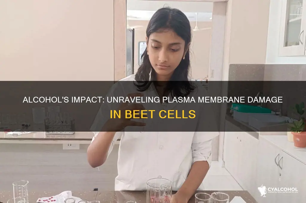Alcohol's Impact: Unraveling Plasma Membrane Damage In Beet Cells ...