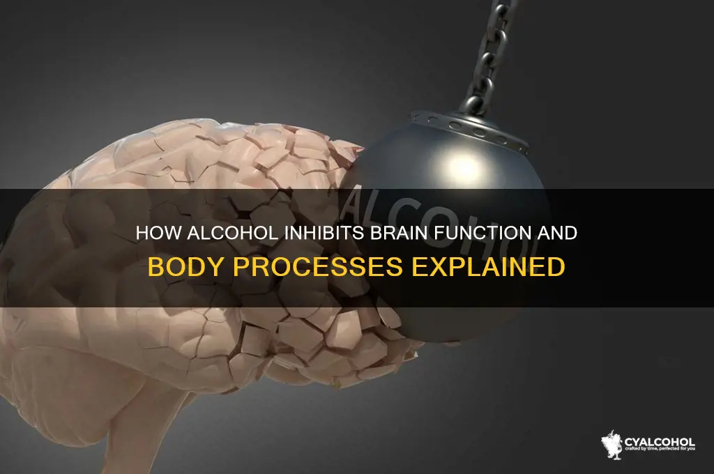 How Alcohol Inhibits Brain Function And Body Processes Explained ...