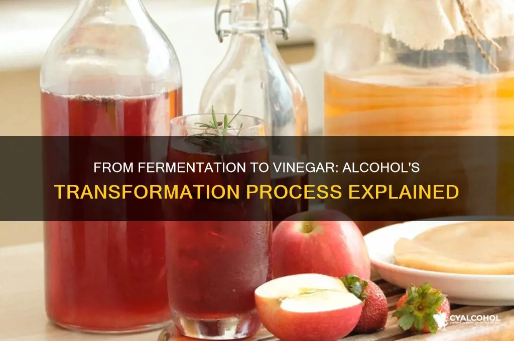 From Fermentation To Vinegar: Alcohol's Transformation Process ...