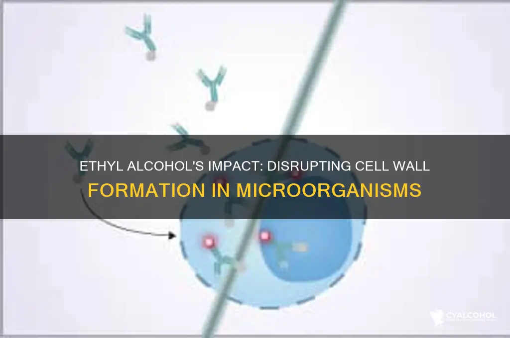 Ethyl Alcohol's Impact: Disrupting Cell Wall Formation In ...
