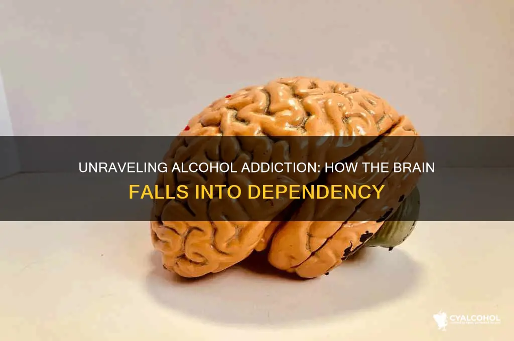 Unraveling Alcohol Addiction: How The Brain Falls Into Dependency ...