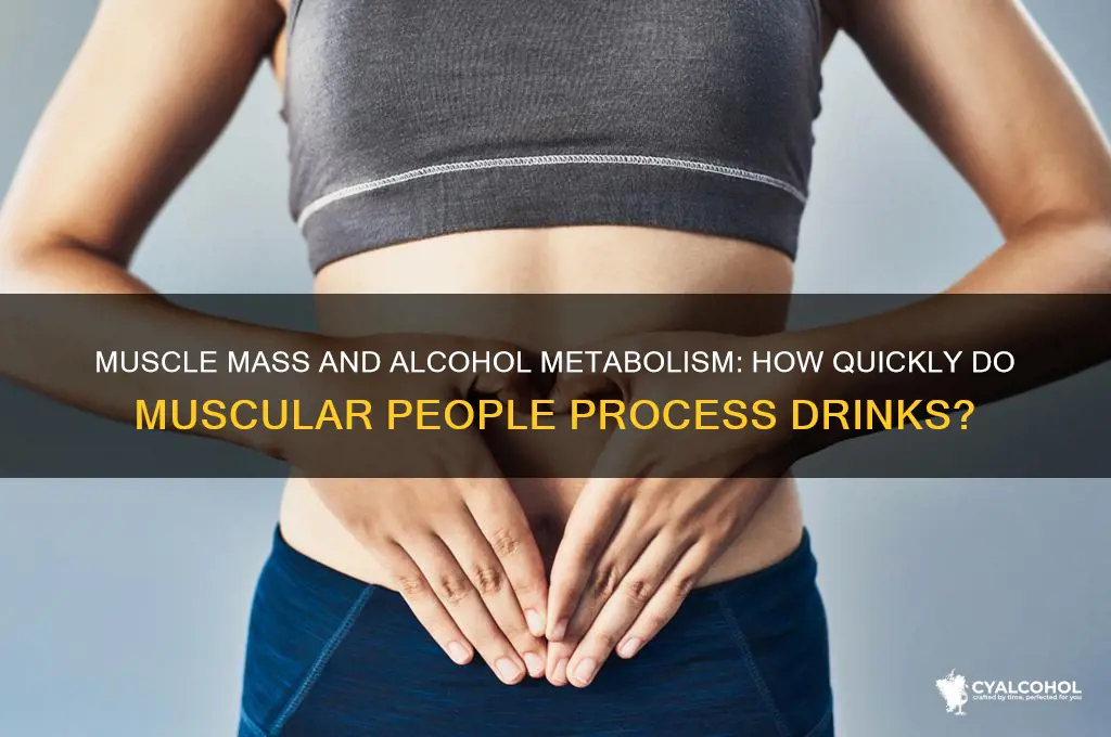Muscle Mass And Alcohol Metabolism: How Quickly Do Muscular People ...