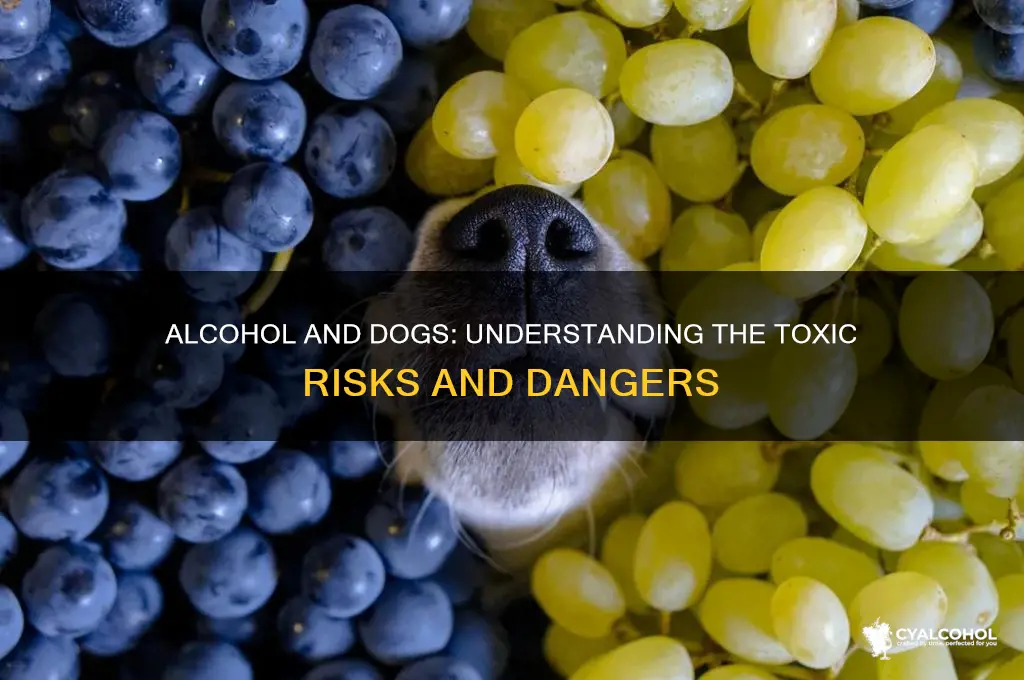 Alcohol And Dogs: Understanding The Toxic Risks And Dangers | CyAlcohol
