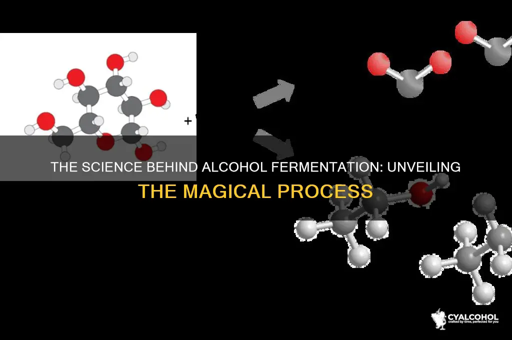 The Science Behind Alcohol Fermentation: Unveiling The Magical Process ...