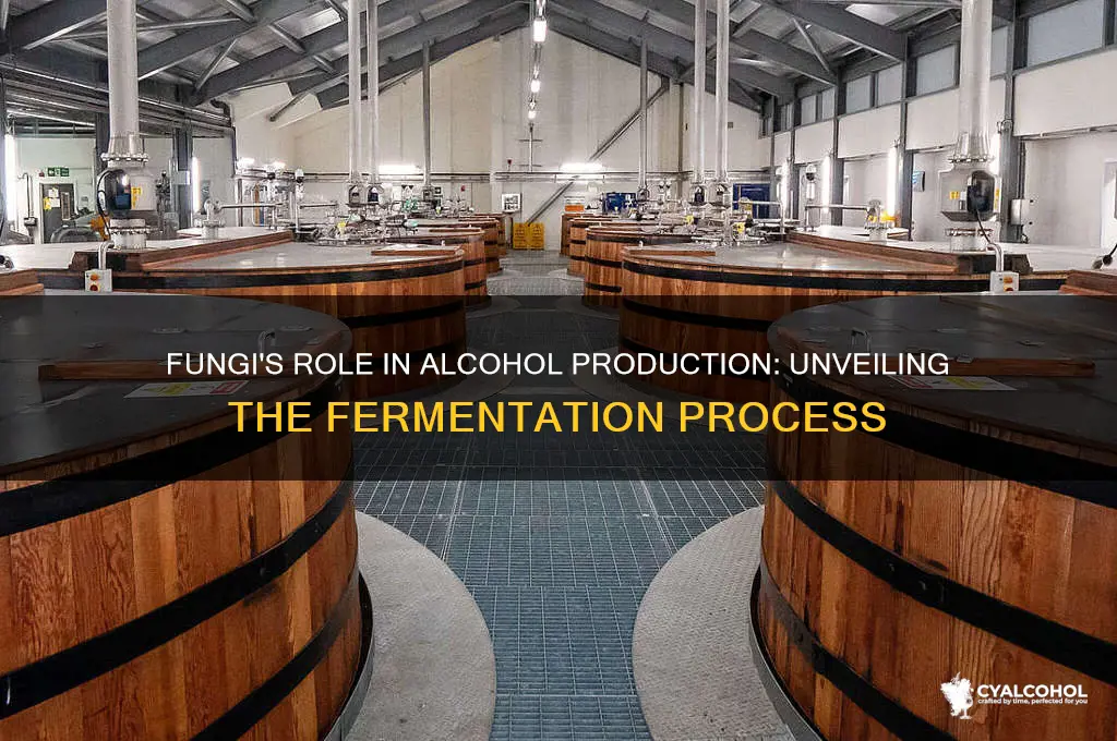 Fungi's Role In Alcohol Production: Unveiling The Fermentation Process ...