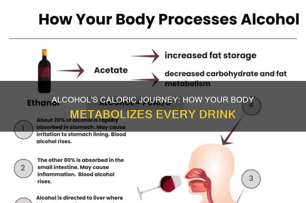 Alcohol's Caloric Journey: How Your Body Metabolizes Every Drink ...