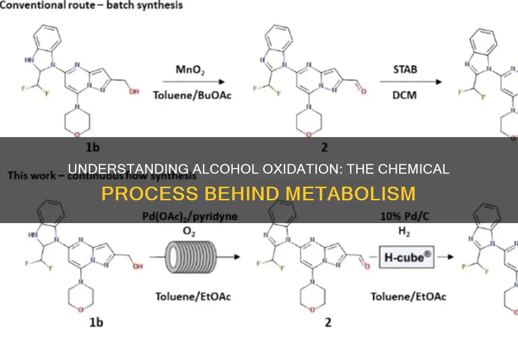 Understanding Alcohol Oxidation: The Chemical Process Behind Metabolism ...