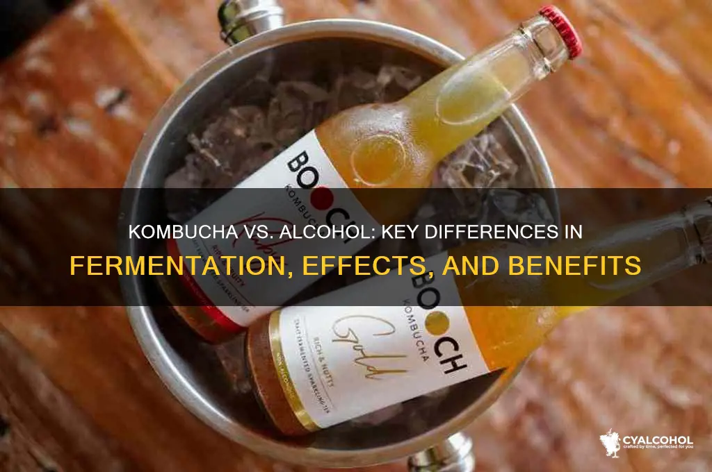 Kombucha Vs. Alcohol: Key Differences In Fermentation, Effects, And ...