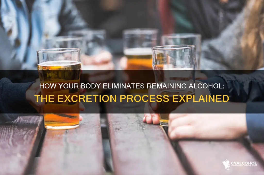 How Your Body Eliminates Remaining Alcohol: The Excretion Process ...