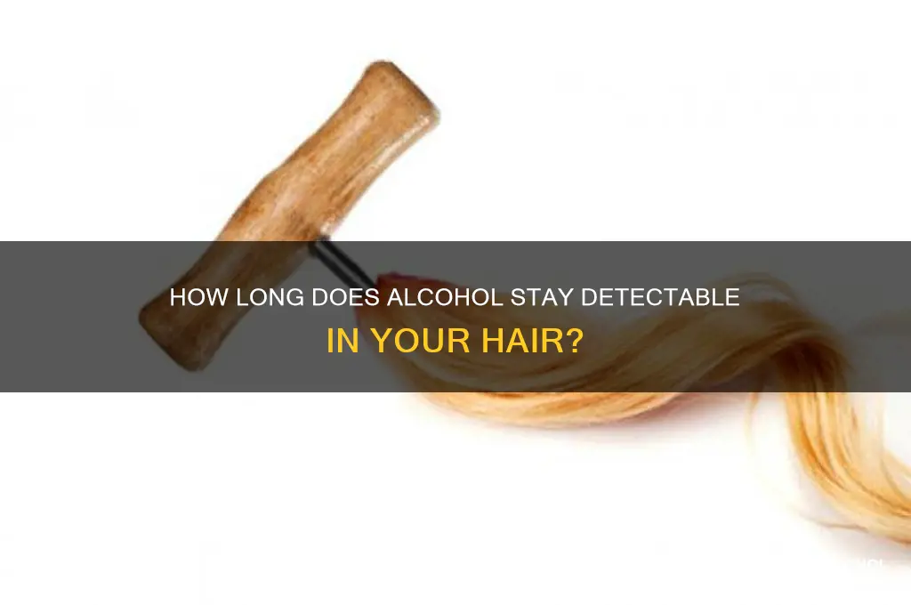 How Long Does Alcohol Stay Detectable In Your Hair? | CyAlcohol
