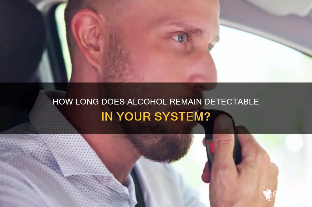 How Long Does Alcohol Remain Detectable In Your System? | CyAlcohol