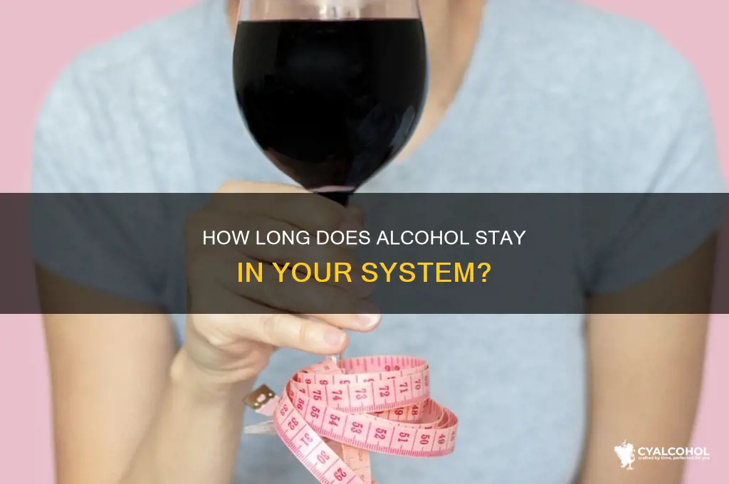 How Long Does Alcohol Stay In Your System? | CyAlcohol