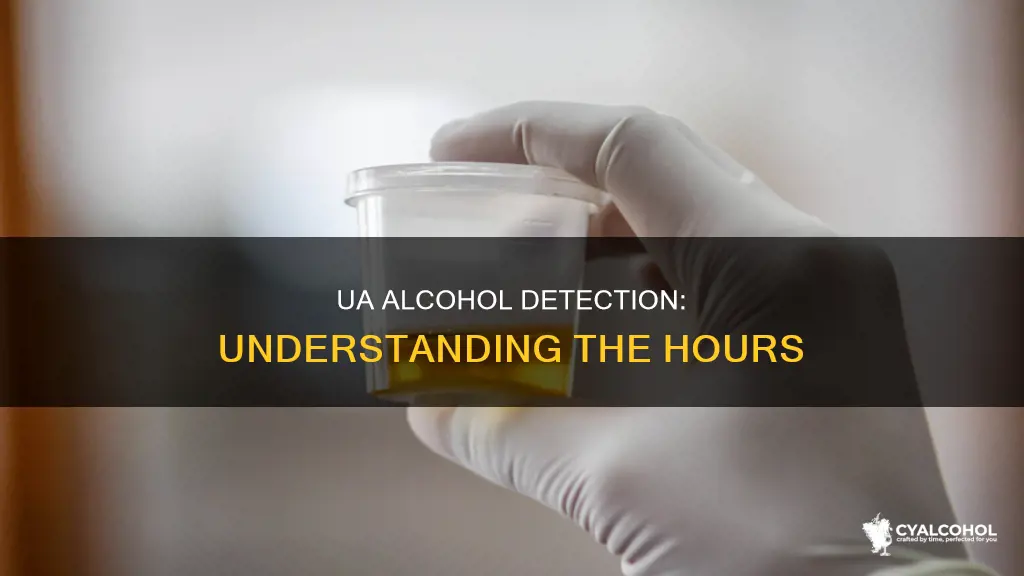 Ua Alcohol Detection: Understanding The Hours | CyAlcohol