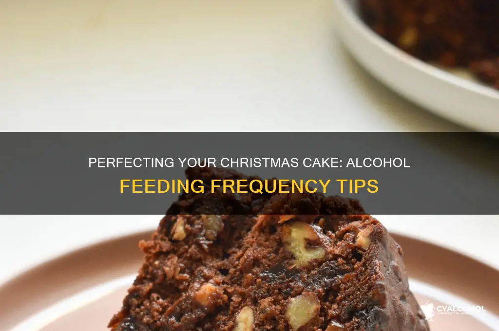 Perfecting Your Christmas Cake: Alcohol Feeding Frequency Tips | CyAlcohol
