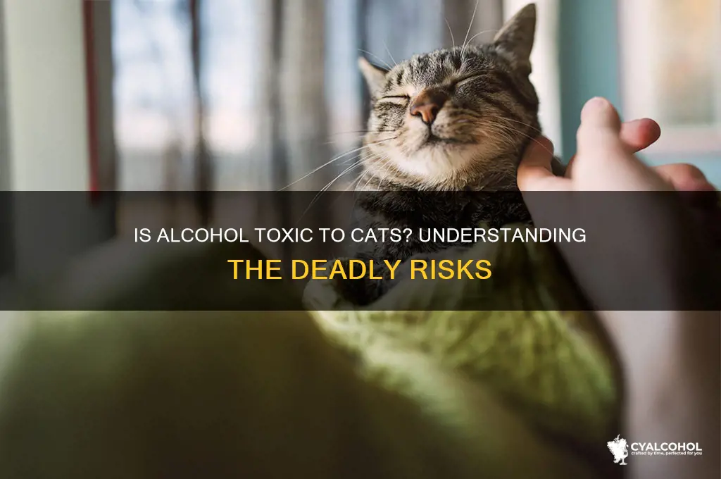 Is Alcohol Toxic To Cats? Understanding The Deadly Risks | CyAlcohol