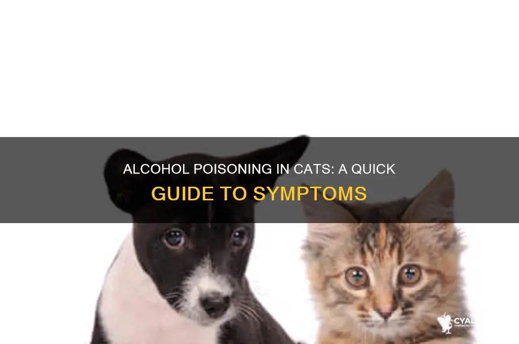 Alcohol Poisoning In Cats: A Quick Guide To Symptoms | CyAlcohol