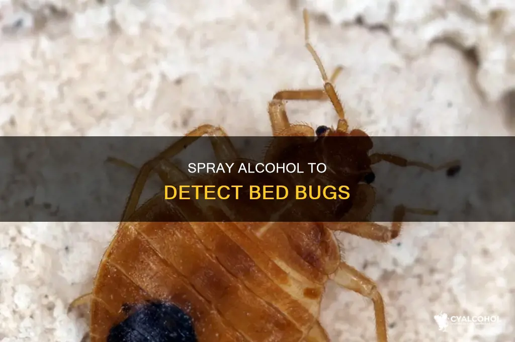 Spray Alcohol To Detect Bed Bugs | CyAlcohol