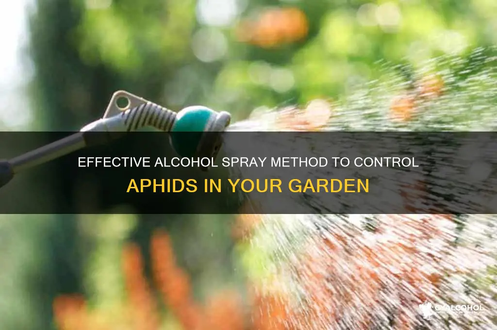 Effective Alcohol Spray Method To Control Aphids In Your Garden | CyAlcohol