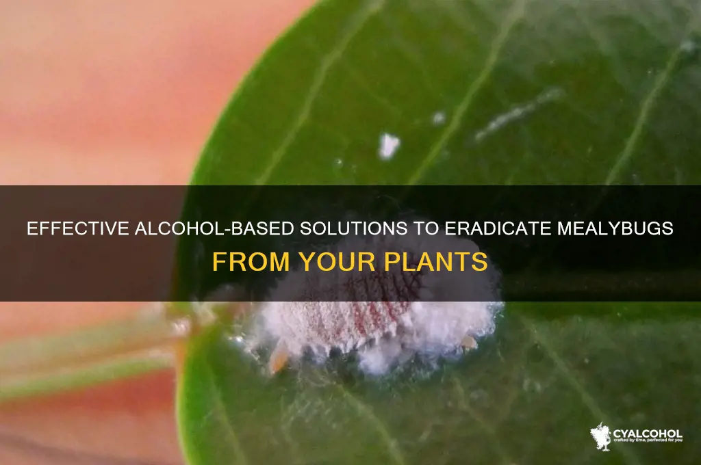 Effective Alcohol-Based Solutions To Eradicate Mealybugs From Your ...