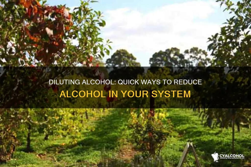 Diluting Alcohol: Quick Ways To Reduce Alcohol In Your System | CyAlcohol