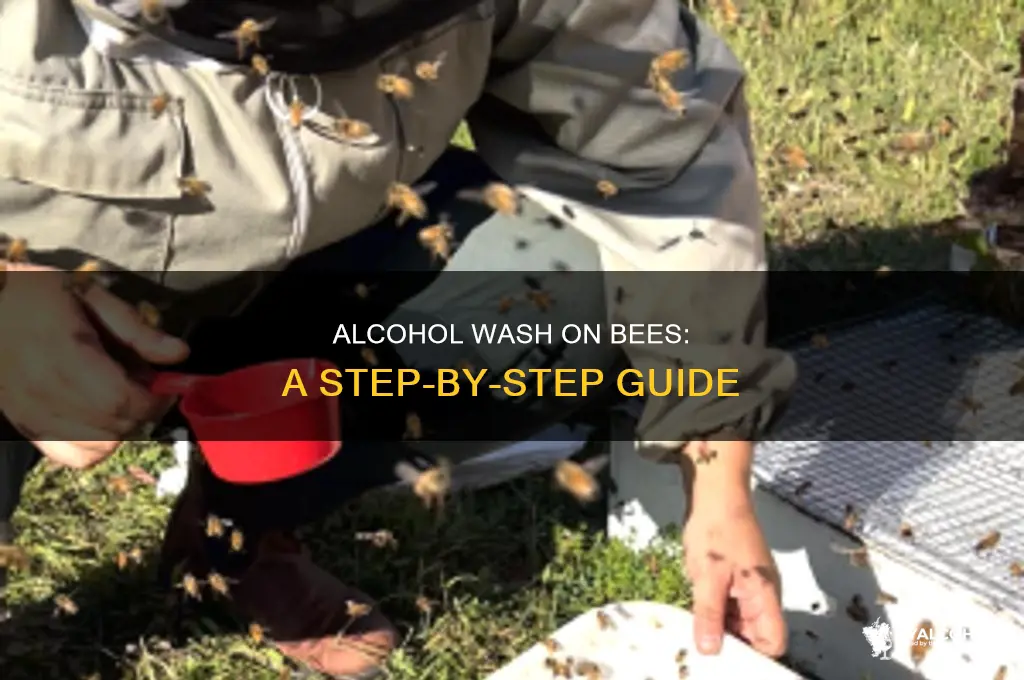 Alcohol Wash On Bees: A Step-By-Step Guide | CyAlcohol