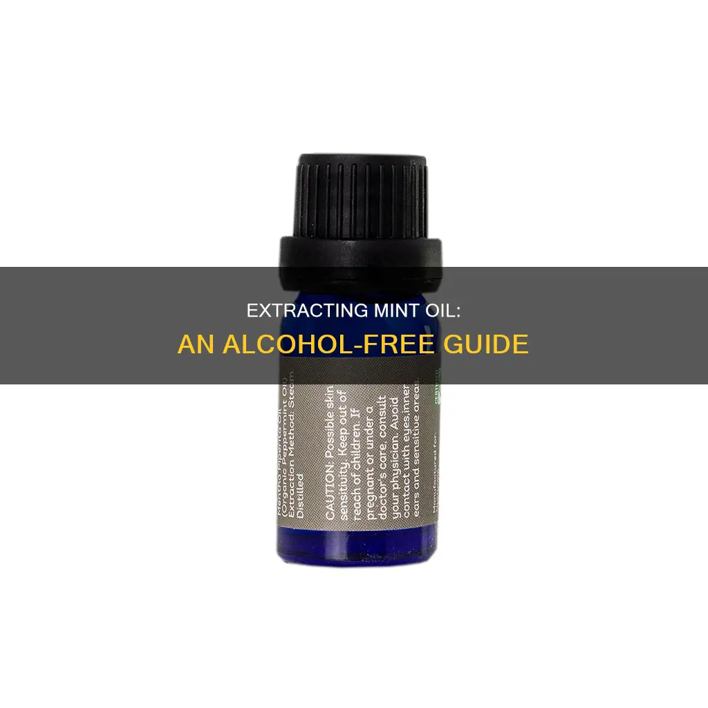 Extracting Mint Oil: An Alcohol-Free Guide | CyAlcohol