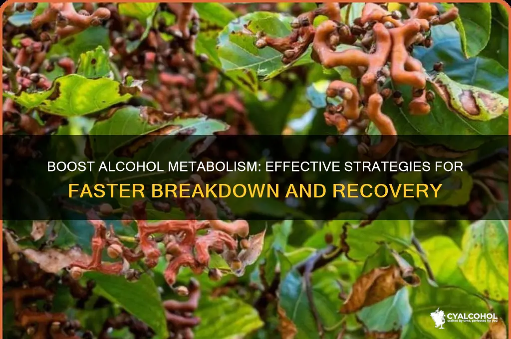 Boost Alcohol Metabolism: Effective Strategies For Faster Breakdown And ...