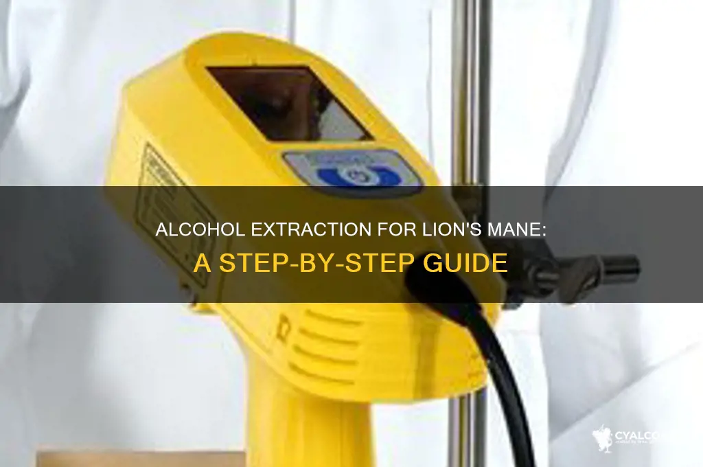 Alcohol Extraction For Lion's Mane: A Step-By-Step Guide | CyAlcohol