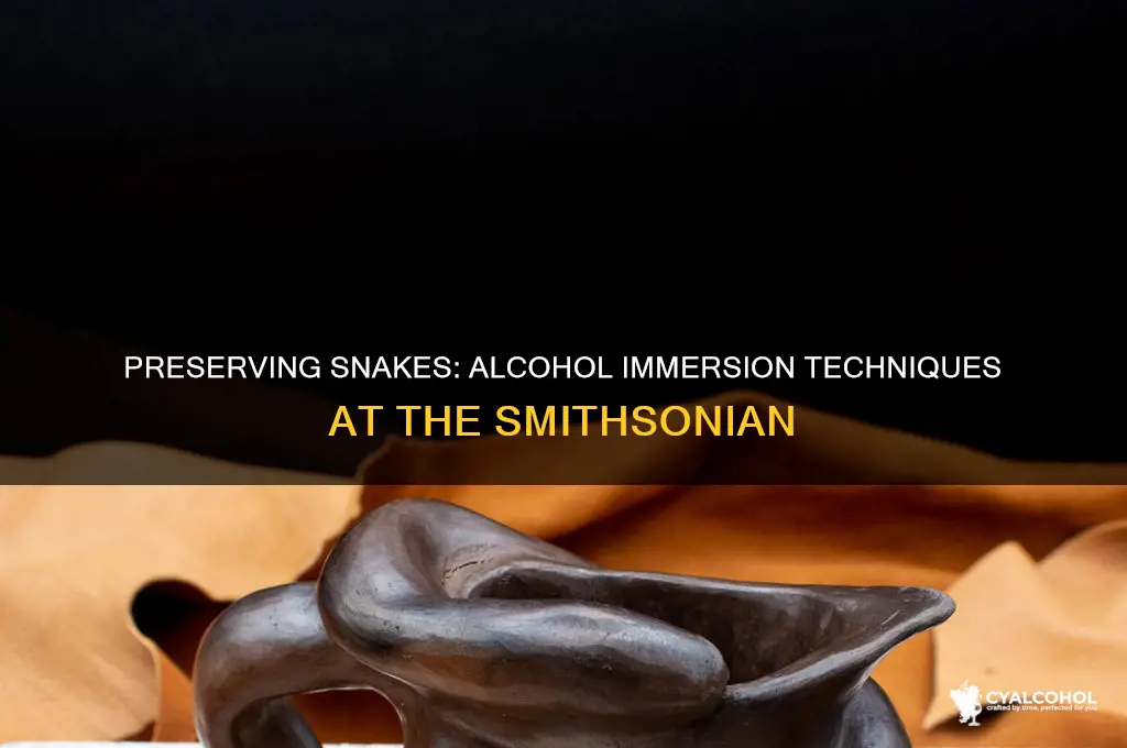 Preserving Snakes: Alcohol Immersion Techniques At The Smithsonian ...