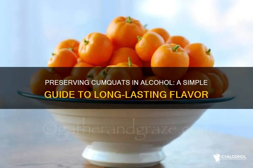 Preserving Cumquats In Alcohol: A Simple Guide To Long-Lasting Flavor ...