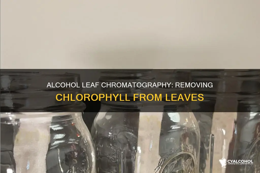 Alcohol Leaf Chromatography: Removing Chlorophyll From Leaves | CyAlcohol