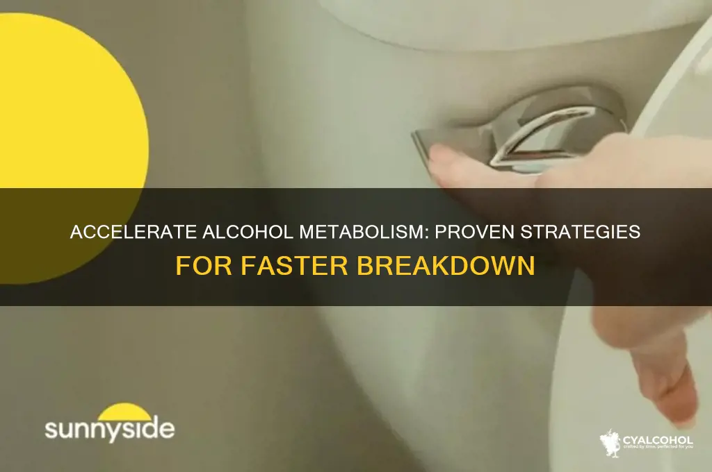 Accelerate Alcohol Metabolism: Proven Strategies For Faster Breakdown ...