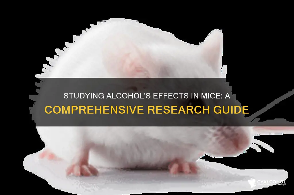 Studying Alcohol's Effects In Mice: A Comprehensive Research Guide ...