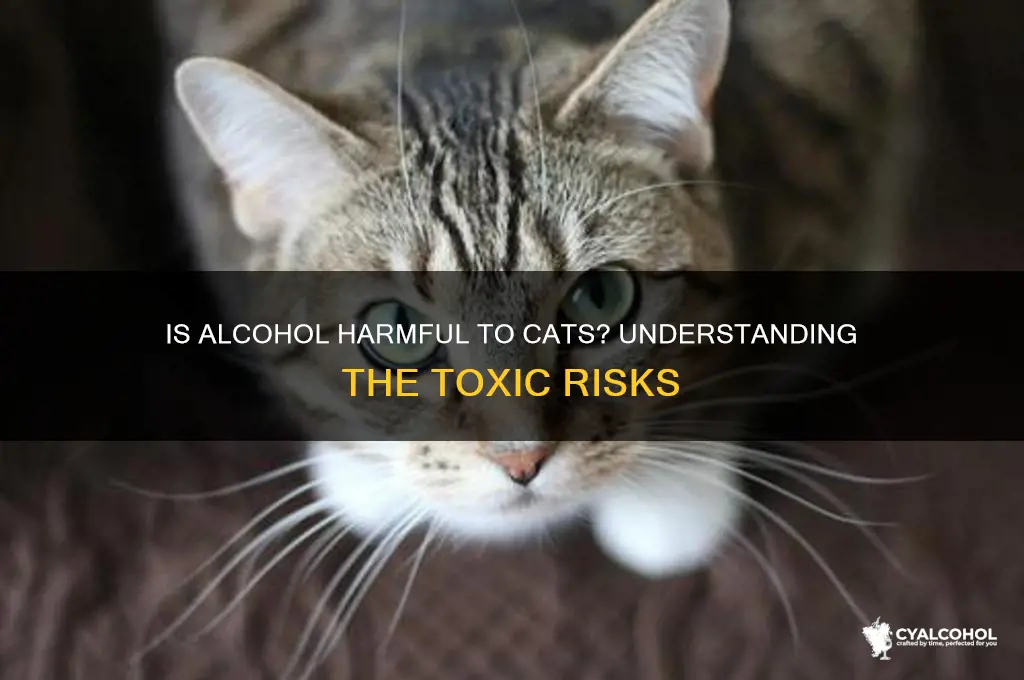 Is Alcohol Harmful To Cats? Understanding The Toxic Risks | CyAlcohol