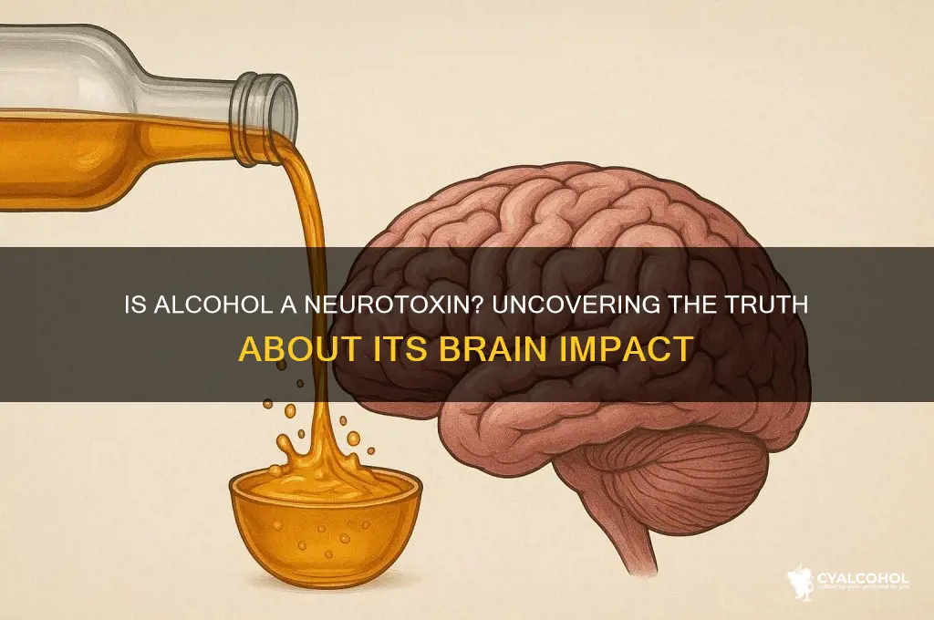 Is Alcohol A Neurotoxin? Uncovering The Truth About Its Brain Impact ...