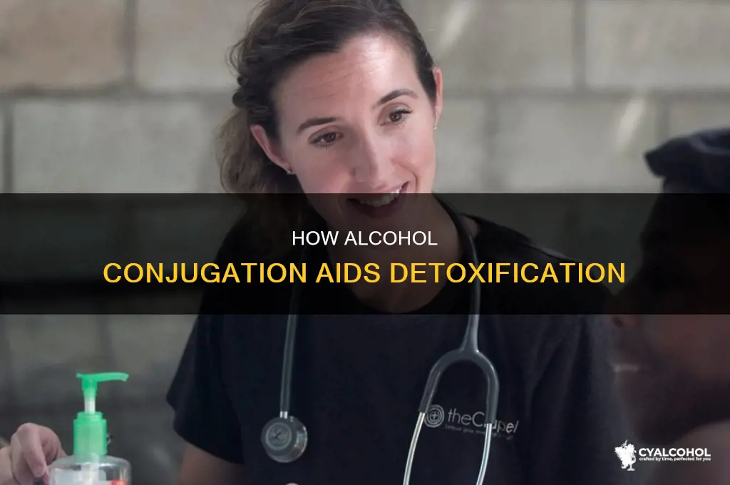 How Alcohol Conjugation Aids Detoxification | CyAlcohol