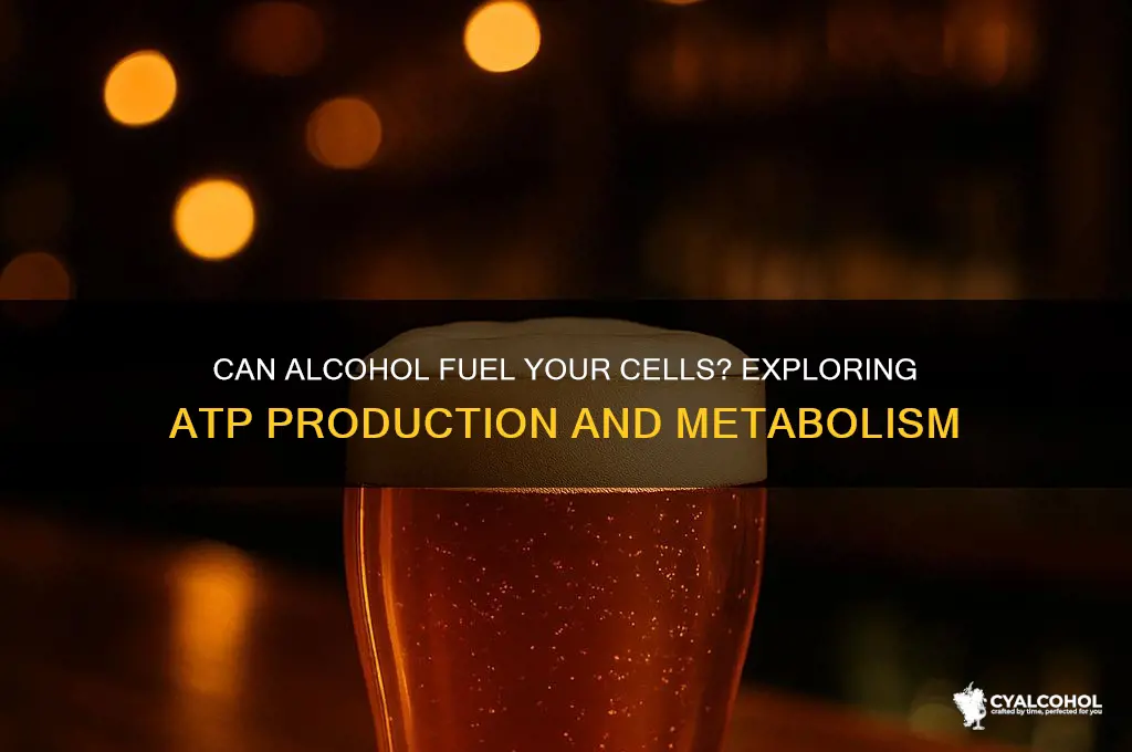 Can Alcohol Fuel Your Cells? Exploring Atp Production And Metabolism ...