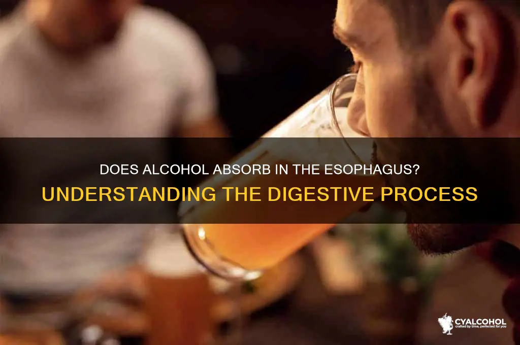 Does Alcohol Absorb In The Esophagus? Understanding The Digestive ...