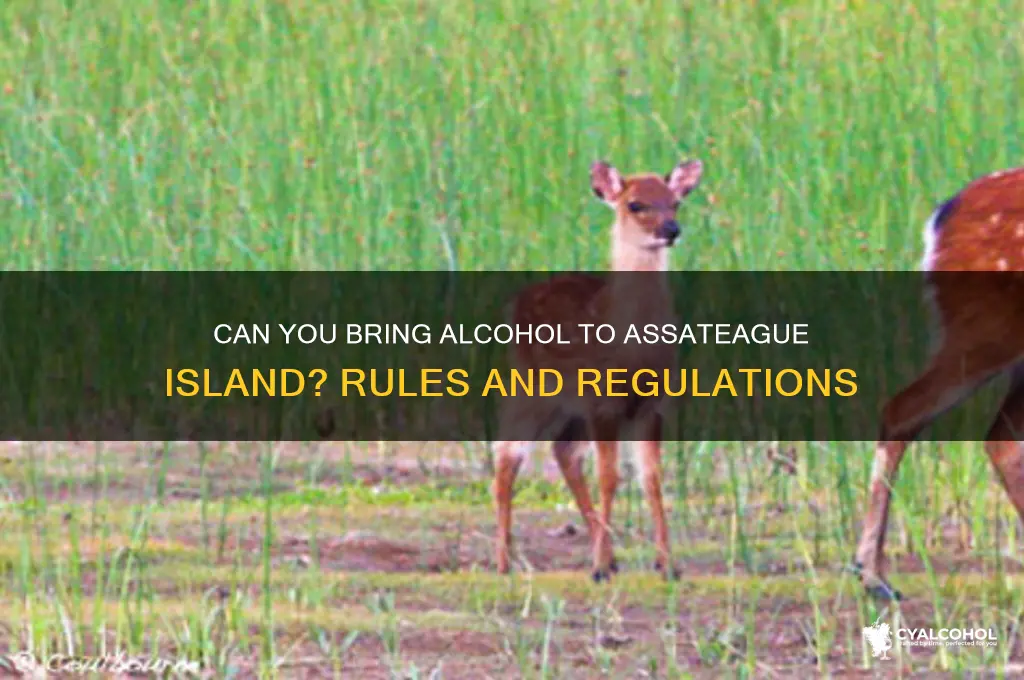 Can You Bring Alcohol To Assateague Island? Rules And Regulations ...