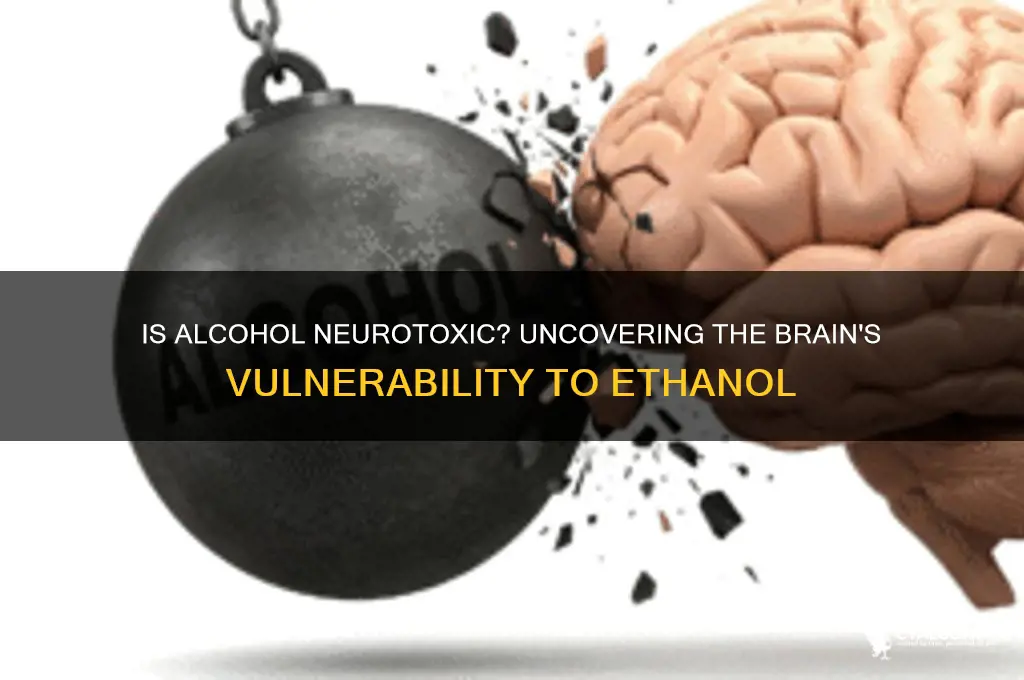 Is Alcohol Neurotoxic? Uncovering The Brain's Vulnerability To Ethanol ...