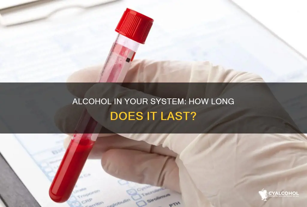 Alcohol In Your System: How Long Does It Last? | CyAlcohol